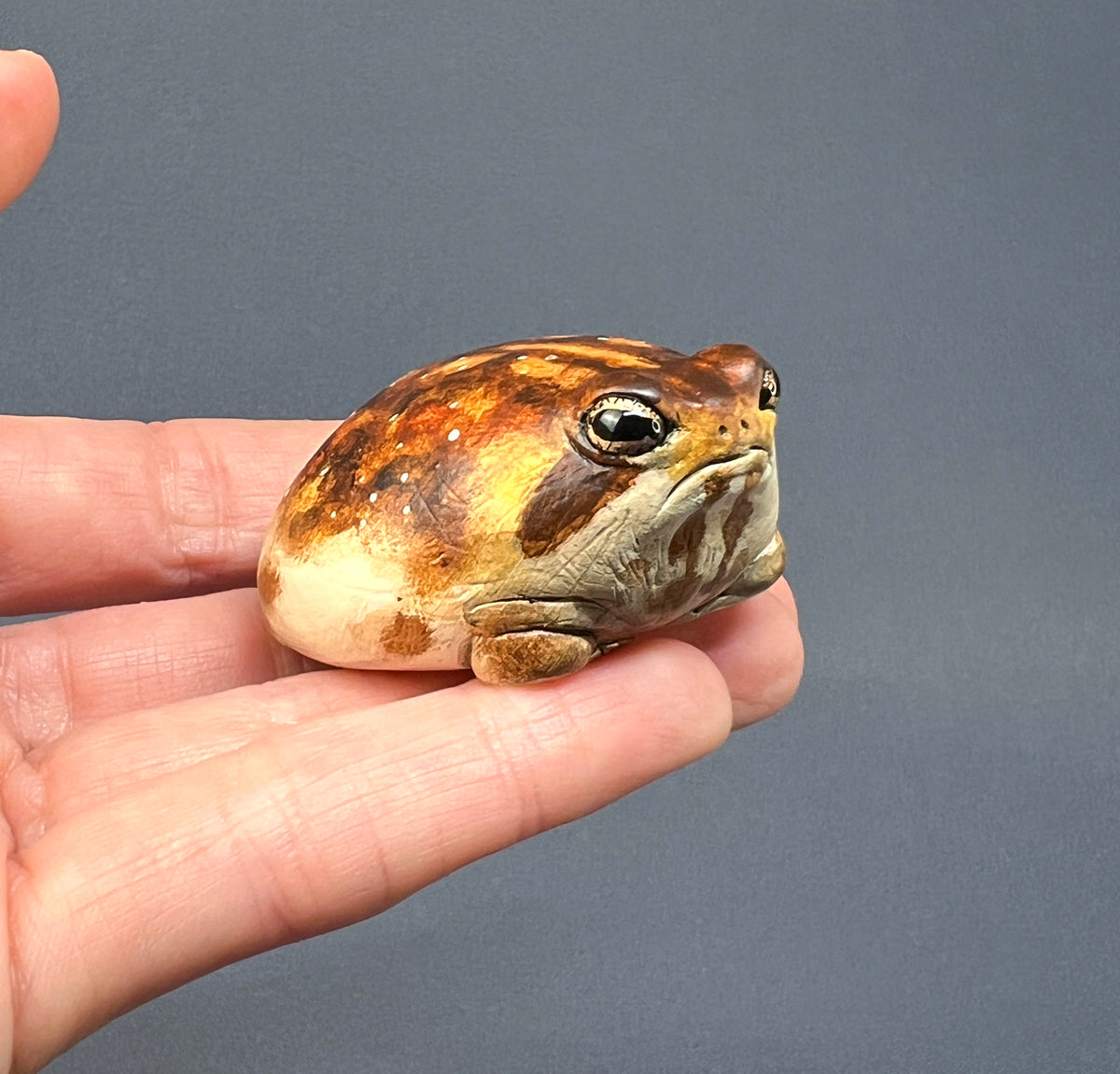 Bushveld rain frogs (minis) – Bolde Studios