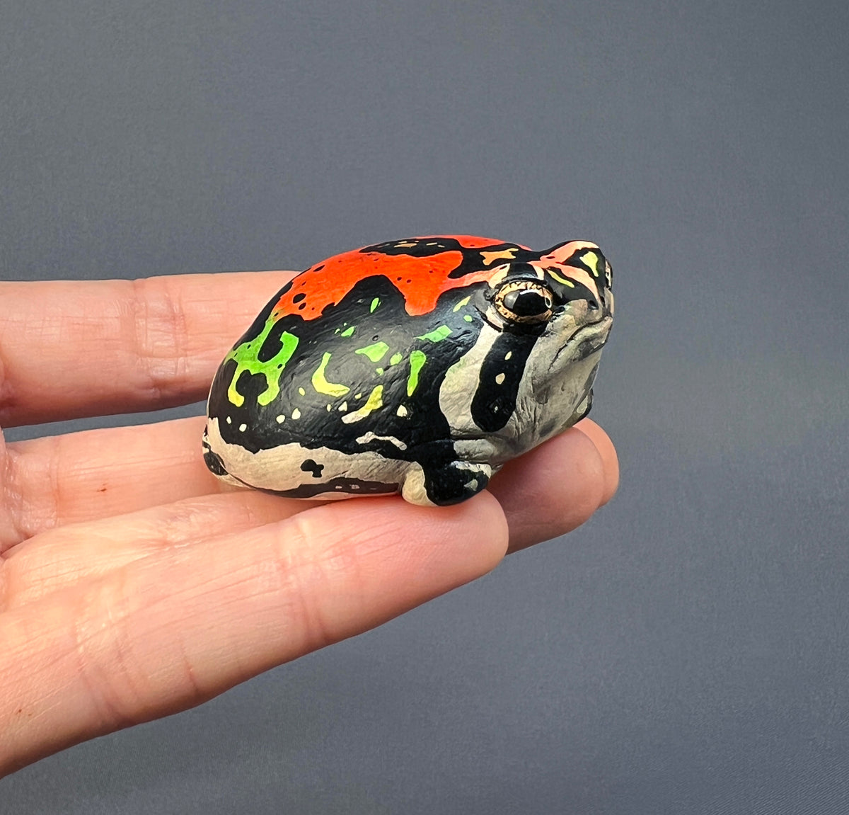 Malagasy rainbow frog (mini) – Bolde Studios